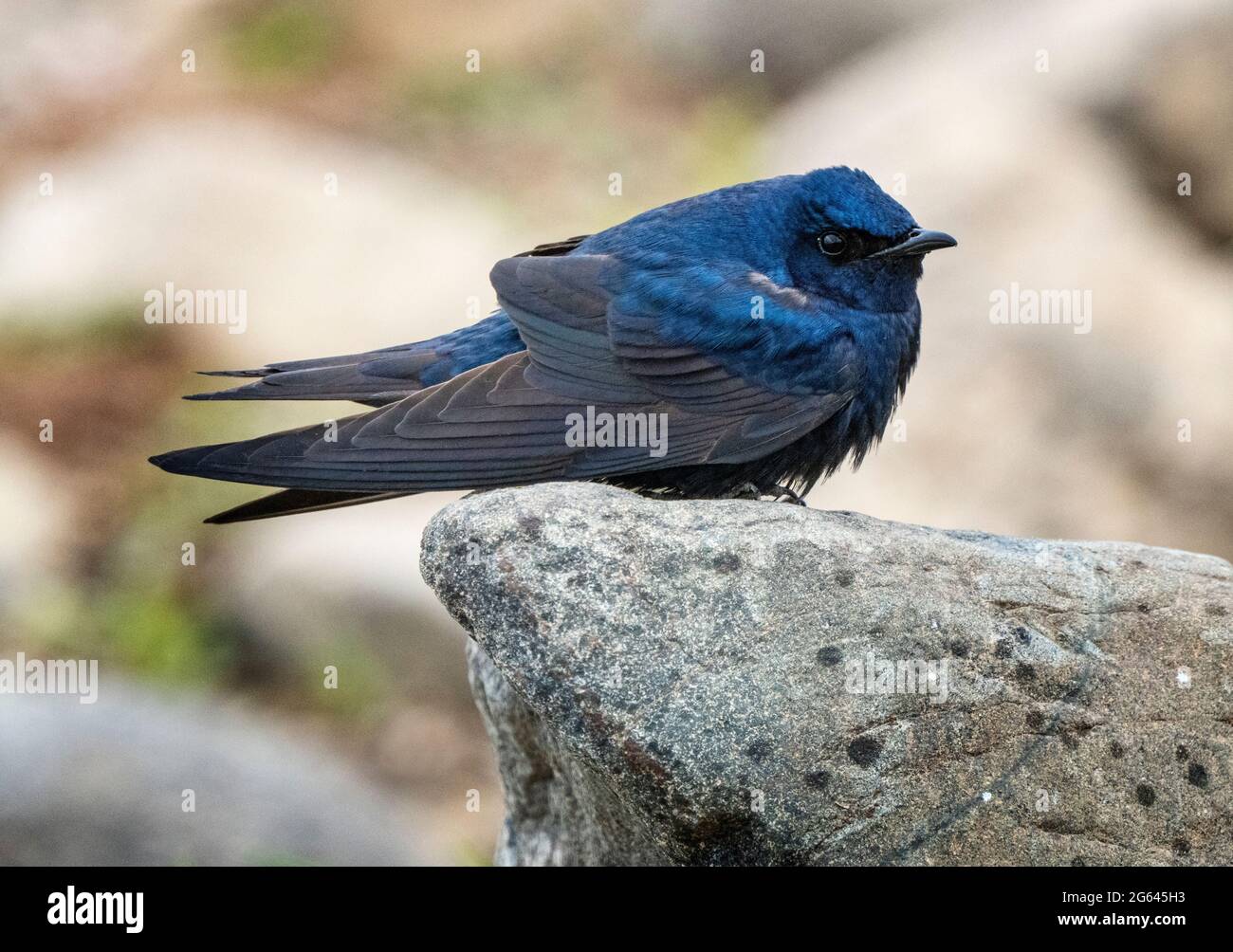 Purple Martin Perched near a field Saskatchewan Stock Photo - Alamy