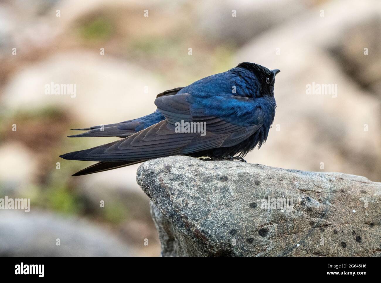 Purple Martin Perched near a field Saskatchewan Stock Photo - Alamy