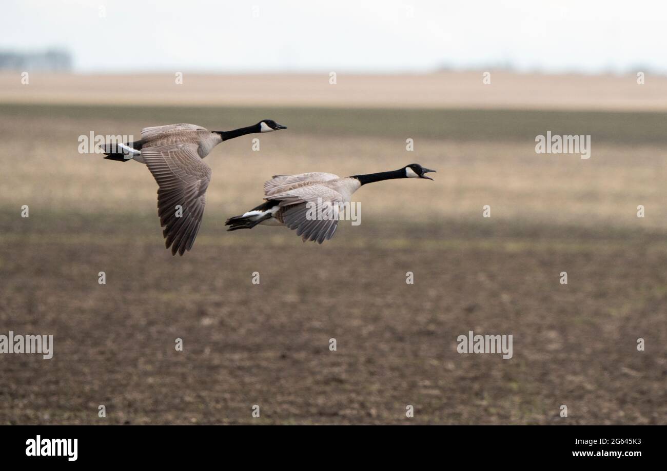 Canada Goose in Flight Migration Saskatchewan Canada Stock Photo - Alamy