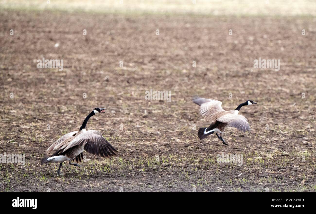 Canada Goose in Flight Migration Saskatchewan Canada Stock Photo - Alamy