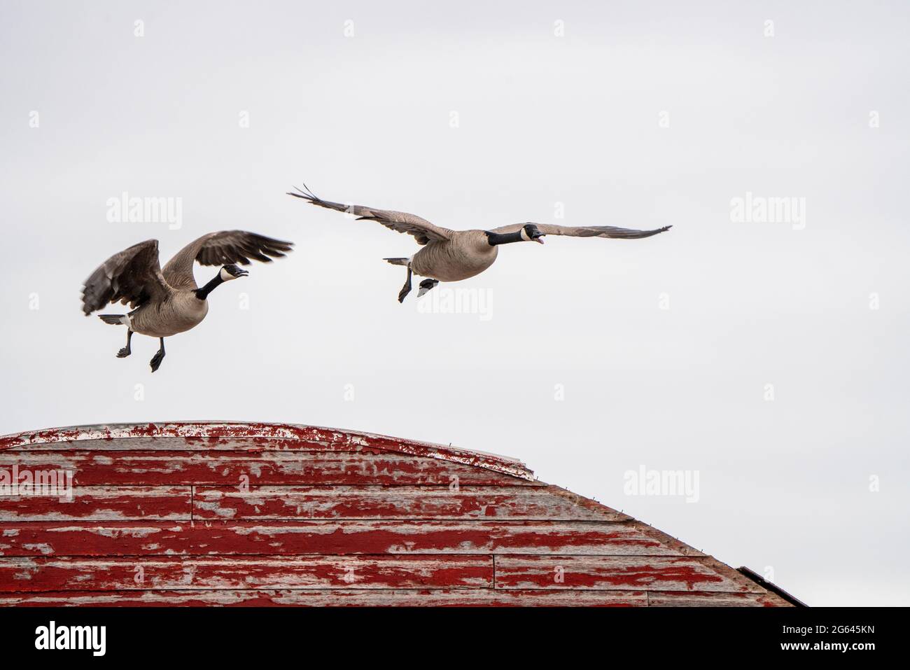 Canada Goose in Flight Migration Saskatchewan Canada Stock Photo - Alamy