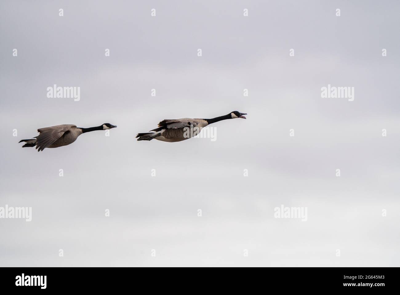 Canada Goose in Flight Migration Saskatchewan Canada Stock Photo - Alamy