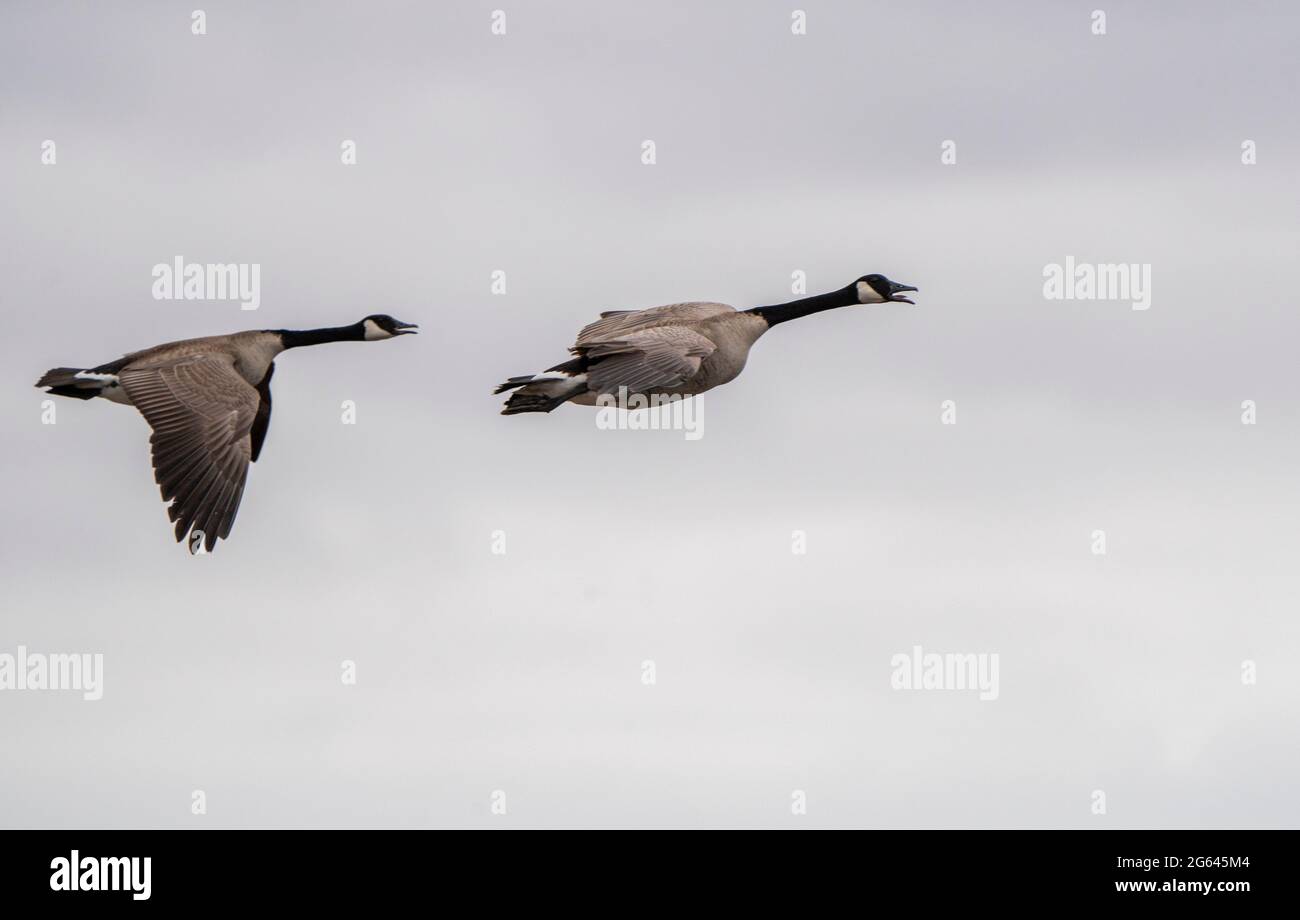 Canada Goose in Flight Migration Saskatchewan Canada Stock Photo - Alamy