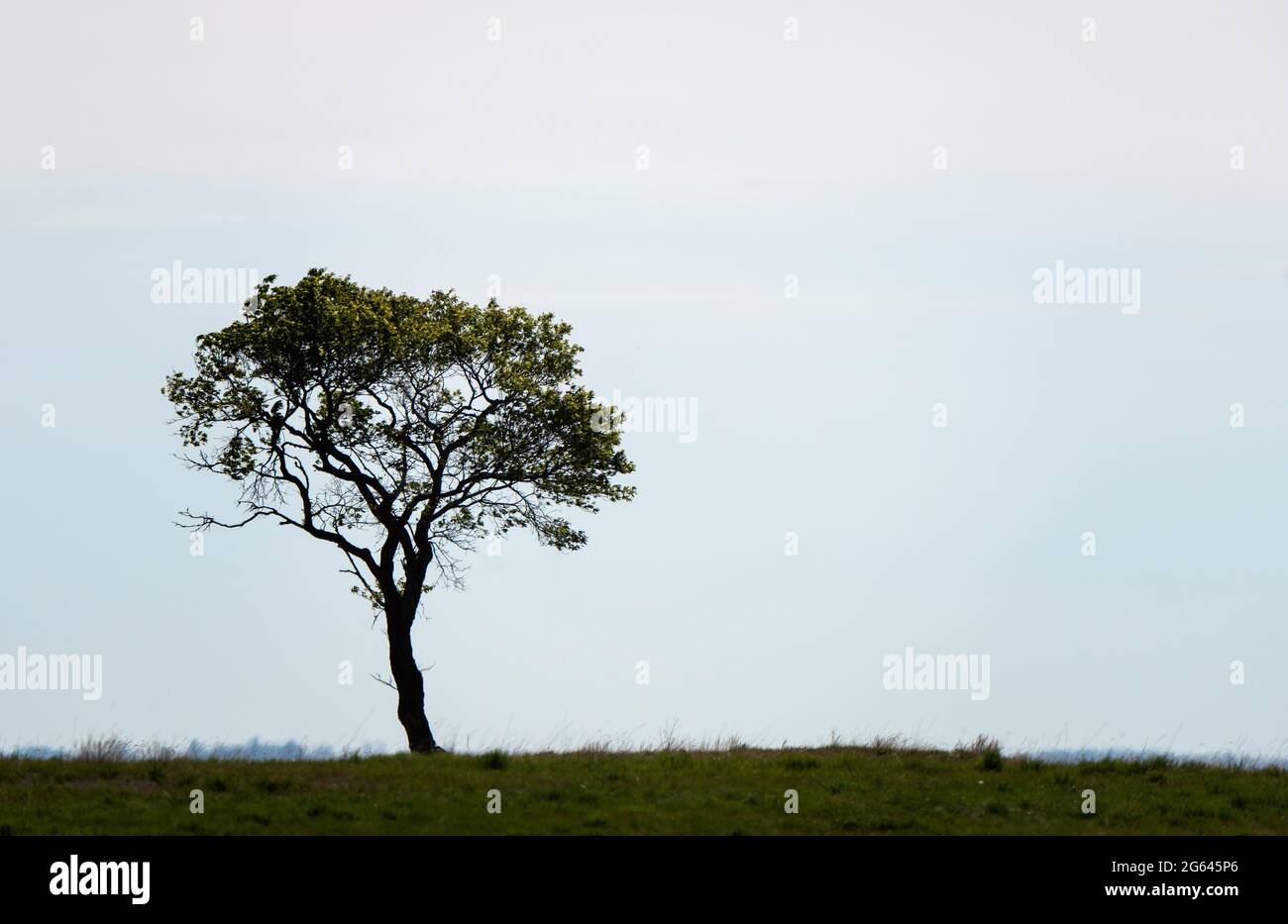 Prairie Lone Tree Pasture Land Saskatchewan Scenic Stock Photo - Alamy