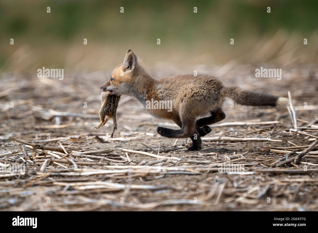 Young Fox Kit with Squirrell in mouth Canada Stock Photo - Alamy