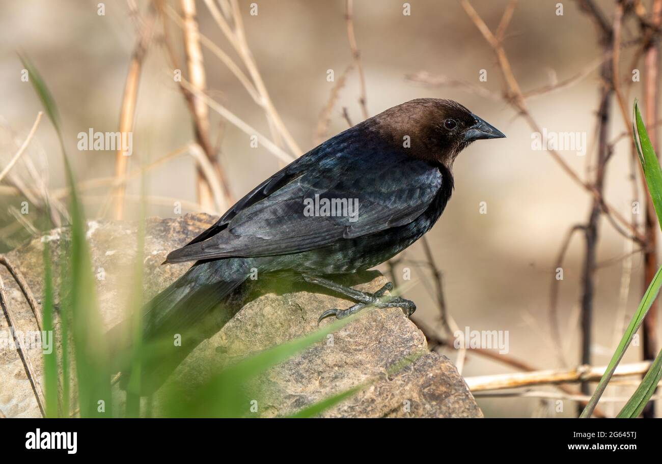 Cowbird in Saskatchewan Canada Springtime migration Wildlife Stock ...