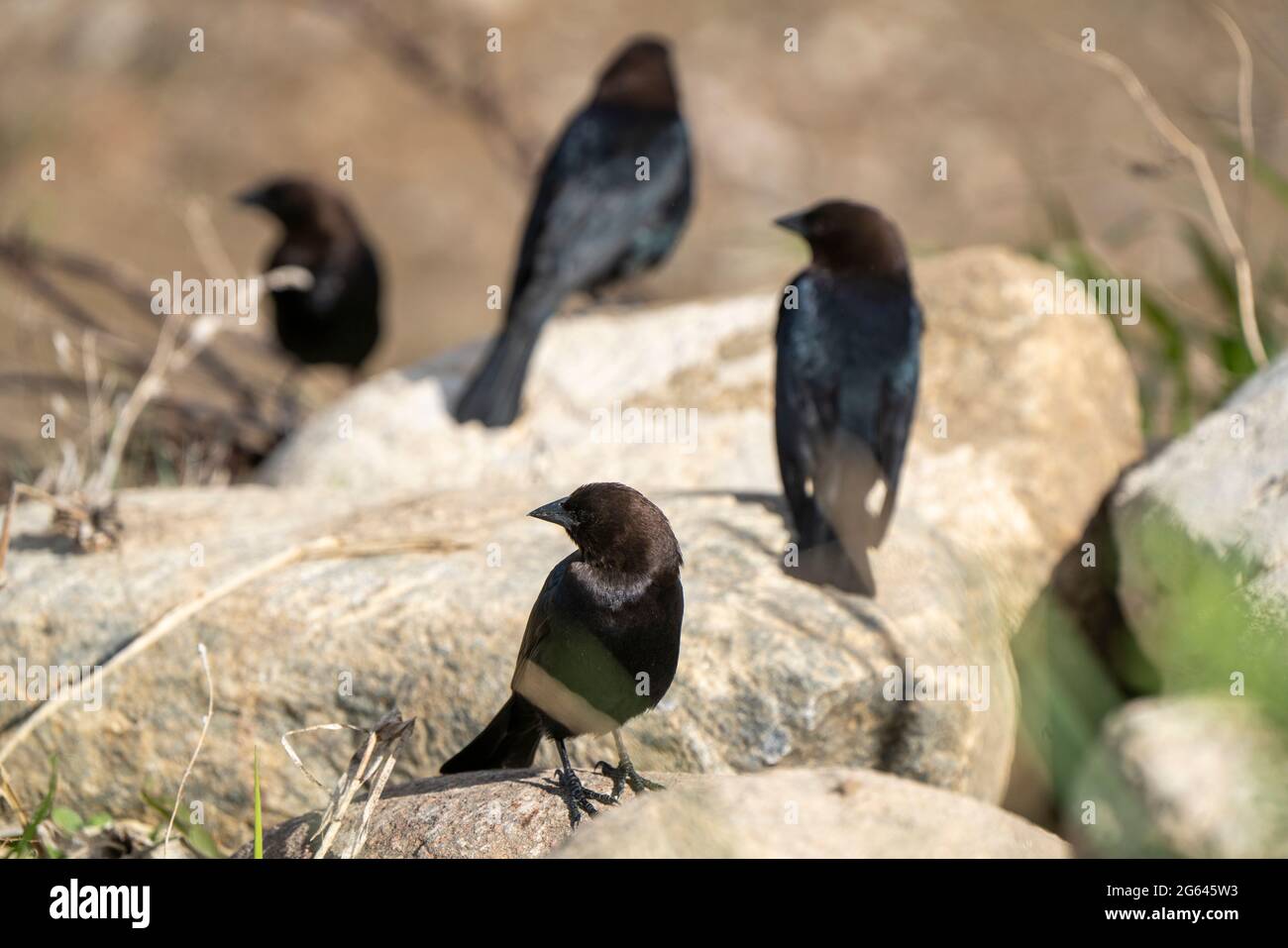 Cowbird in Saskatchewan Canada Springtime migration Wildlife Stock ...