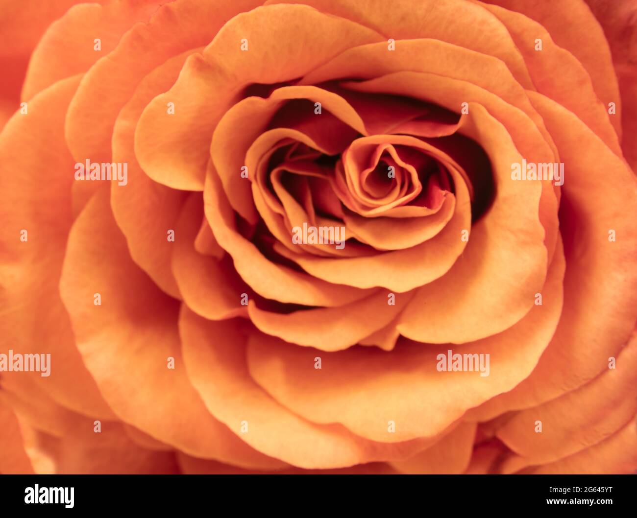 Graphic design elements. Wall paper, textile design, pattern, texture ...