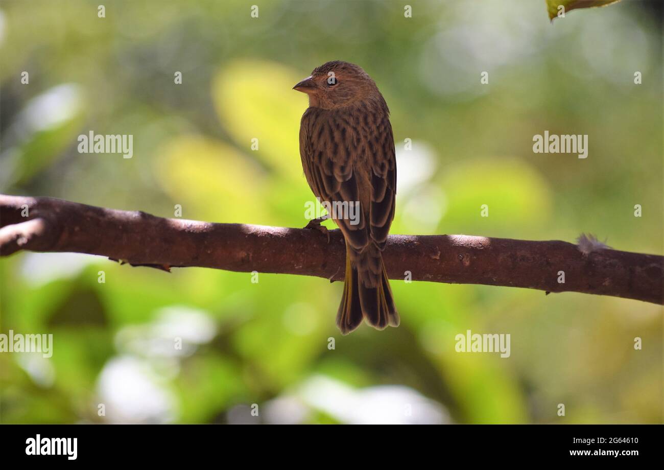 Fauna canarios hi-res stock photography and images - Alamy