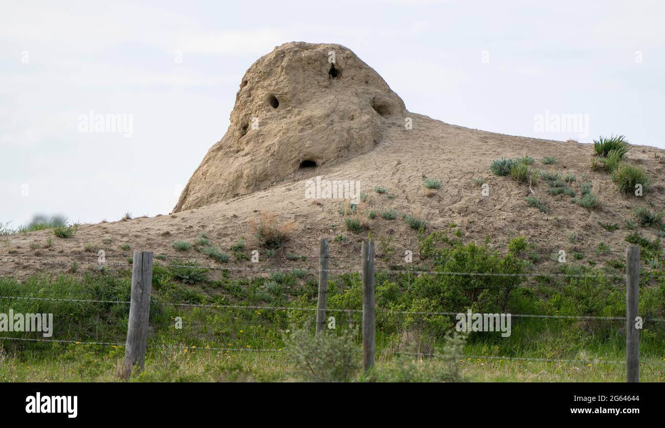 Coyote den hi-res stock photography and images - Alamy