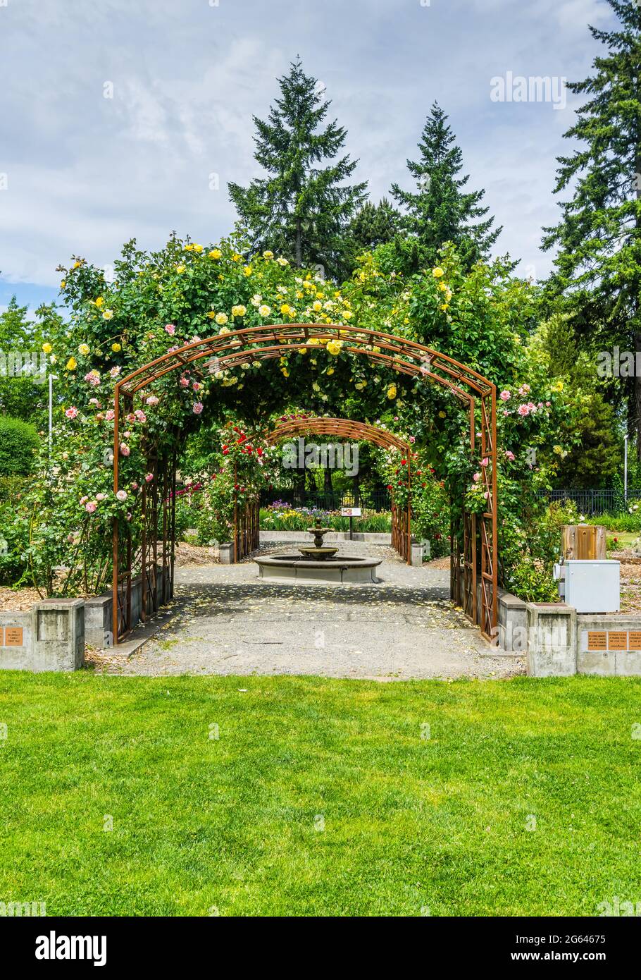 Rose arbors at a garden in Seatac, Washington Stock Photo - Alamy