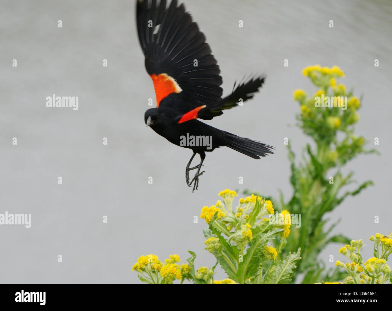 Red wing blackbird hi-res stock photography and images - Alamy