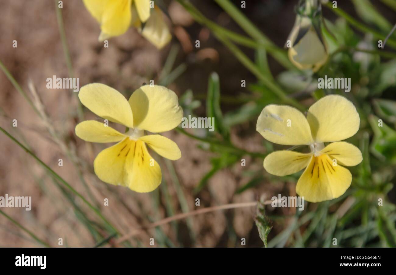Galmai hi-res stock photography and images - Alamy