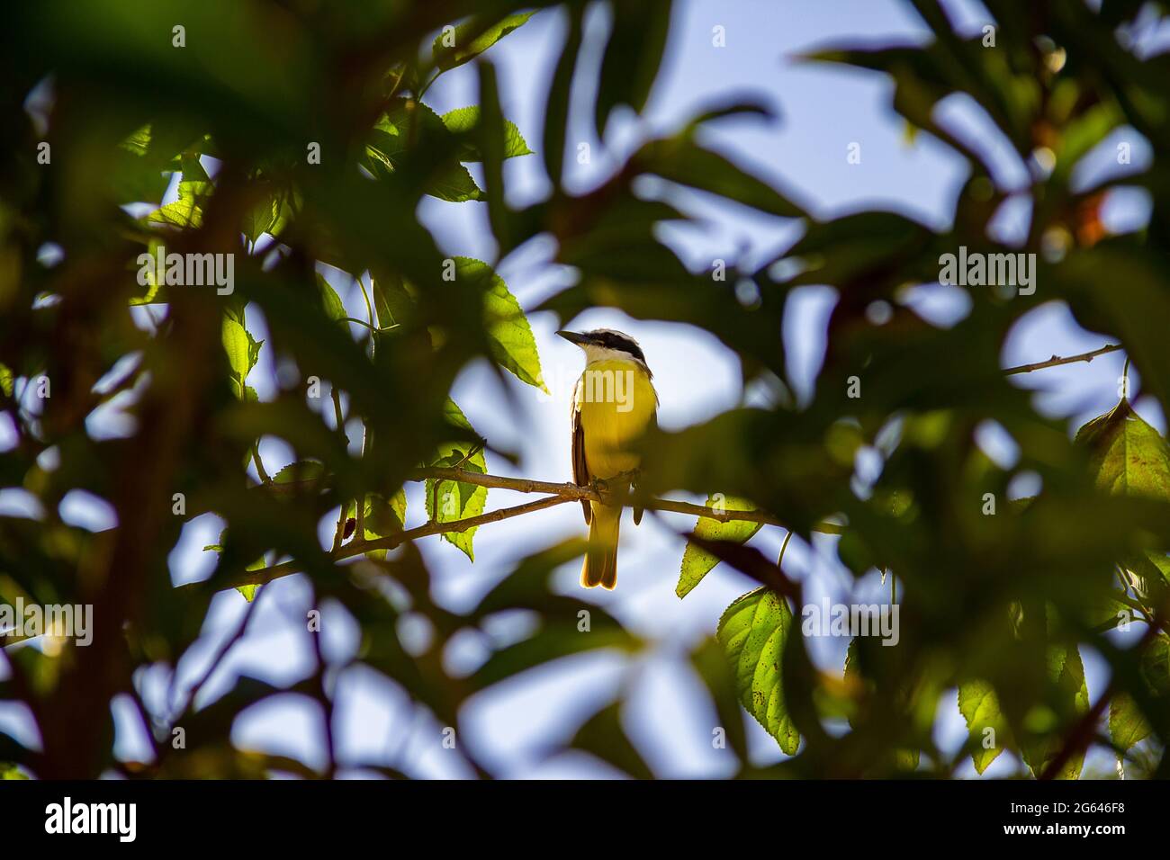A bird called "bem-te-vi" (Pitangus sulphuratus) on a mulberry branch ...