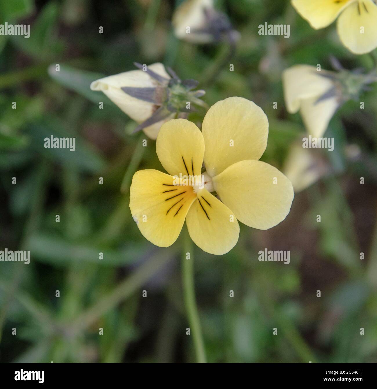 Galmei veilchen hi-res stock photography and images - Alamy