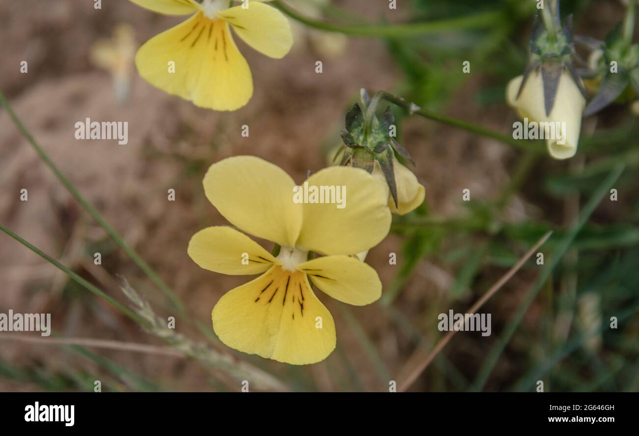 Galmai hi-res stock photography and images - Alamy