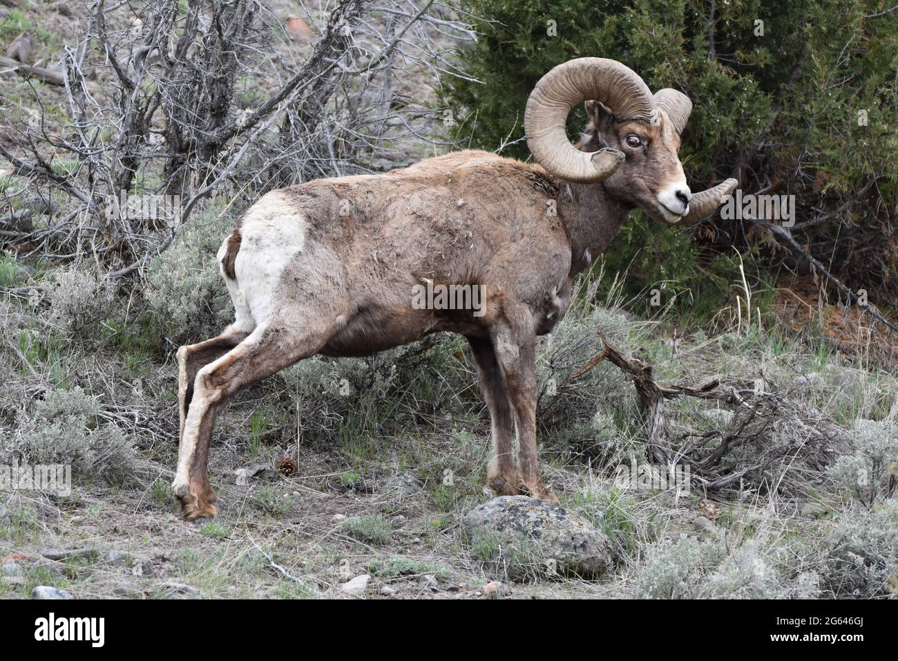 Majestic ram hi-res stock photography and images - Alamy