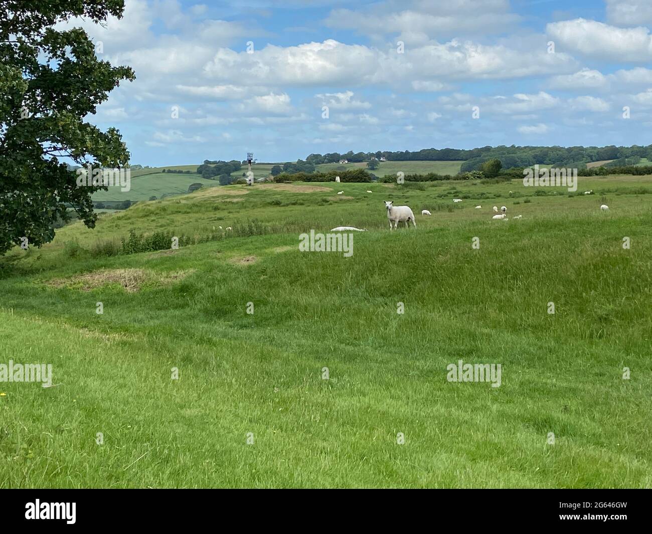 sheep in farm field background with copy space, green grass field sheep ...
