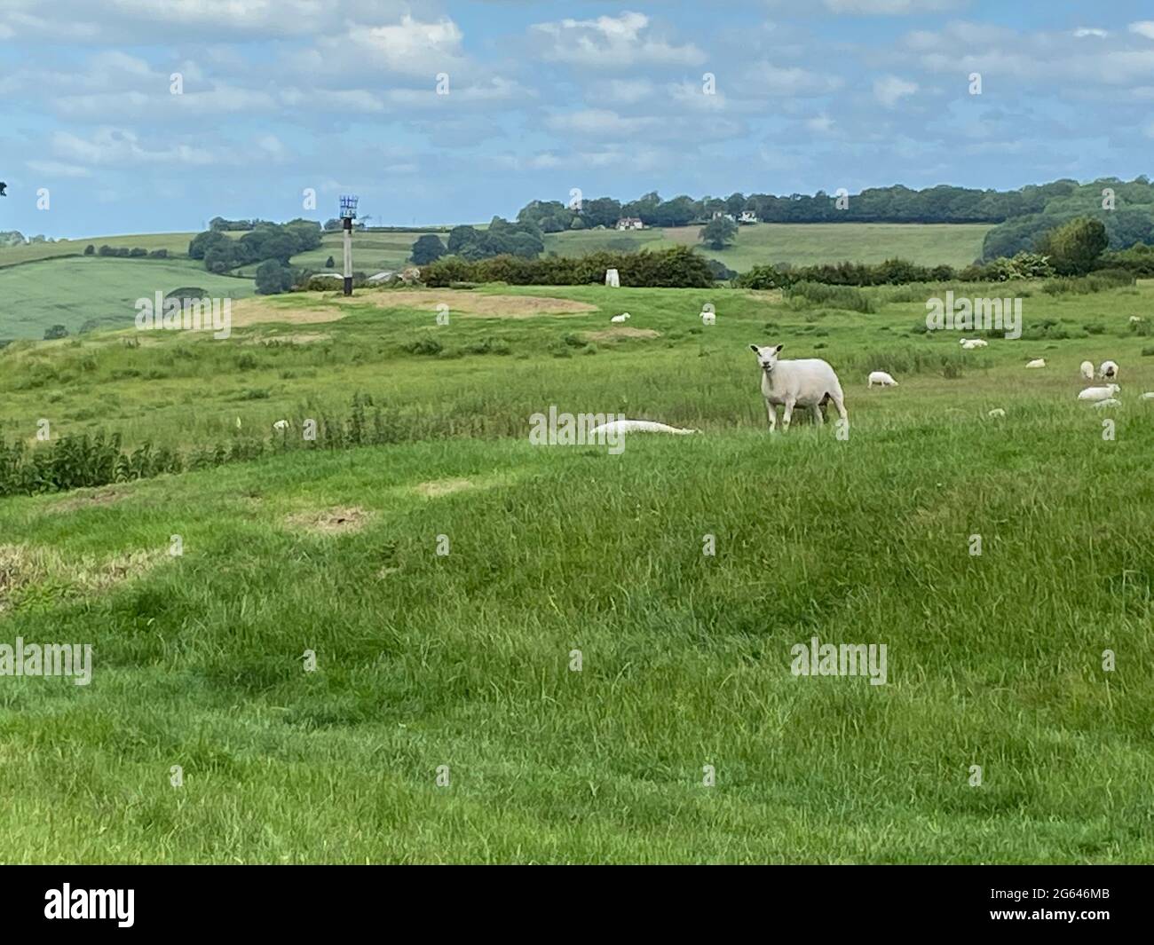 sheep in farm field background with copy space, green grass field sheep ...