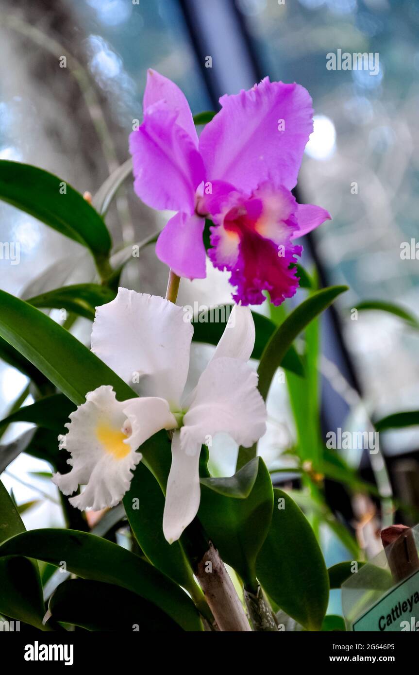 Purple and white orkid flower plant in peradeniya flower park Stock ...