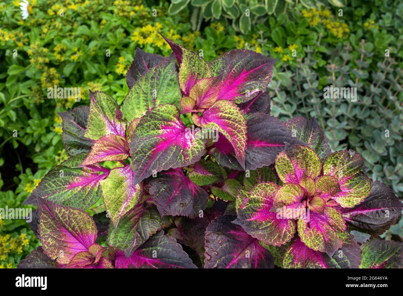 Coleus leafs hi-res stock photography and images - Alamy