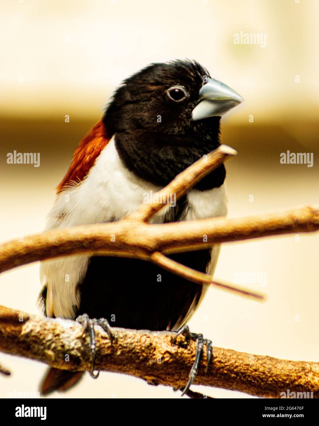 Closeup image of a black, orange and white Tricoloured munia bird ...