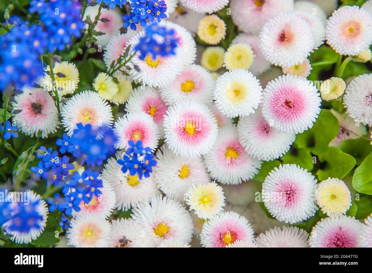 Blooming daisies and forget-me-not flowers from above Stock Photo - Alamy