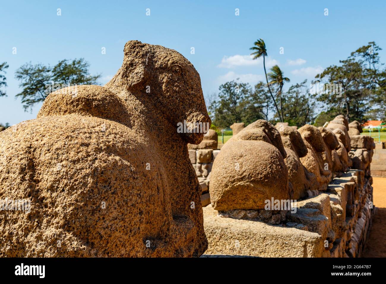 Nandi statue at the Shore Temple complex (Pallava dynasty) in ...
