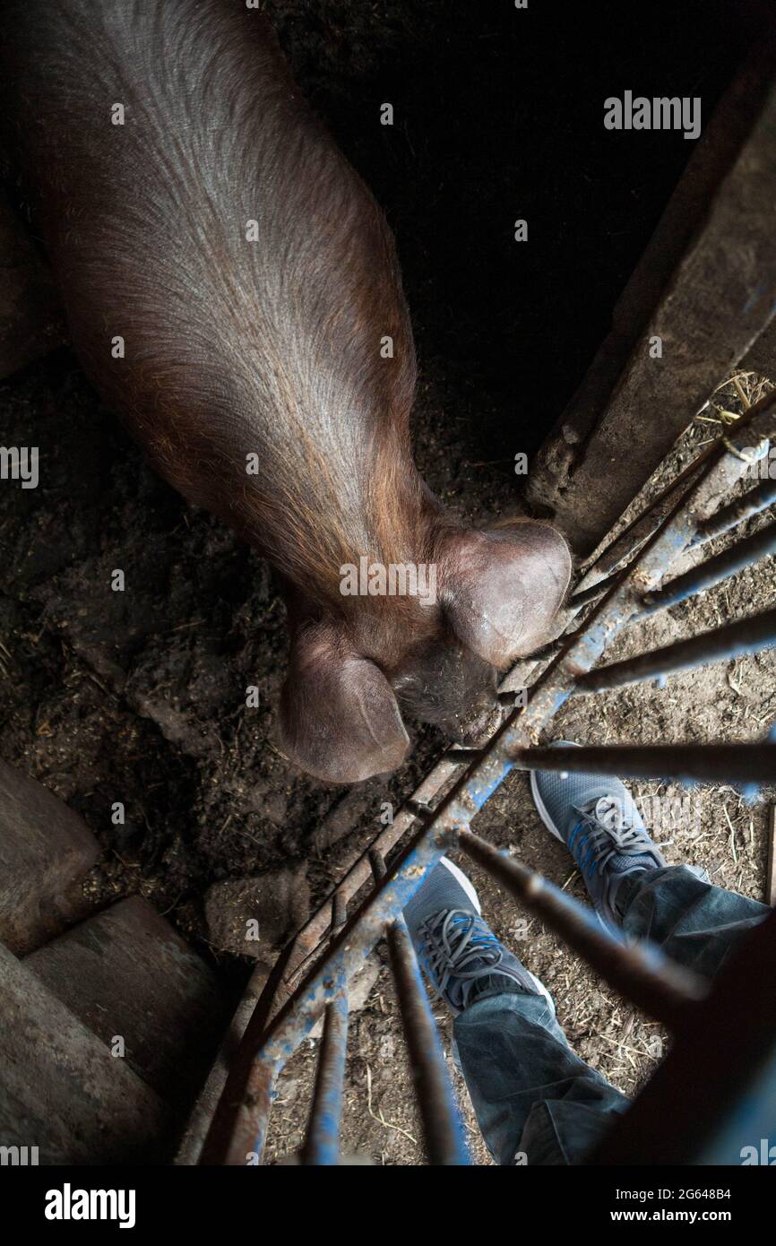 unfortunate piglet suffers trapped in a cage behind bars at a meat farm ...
