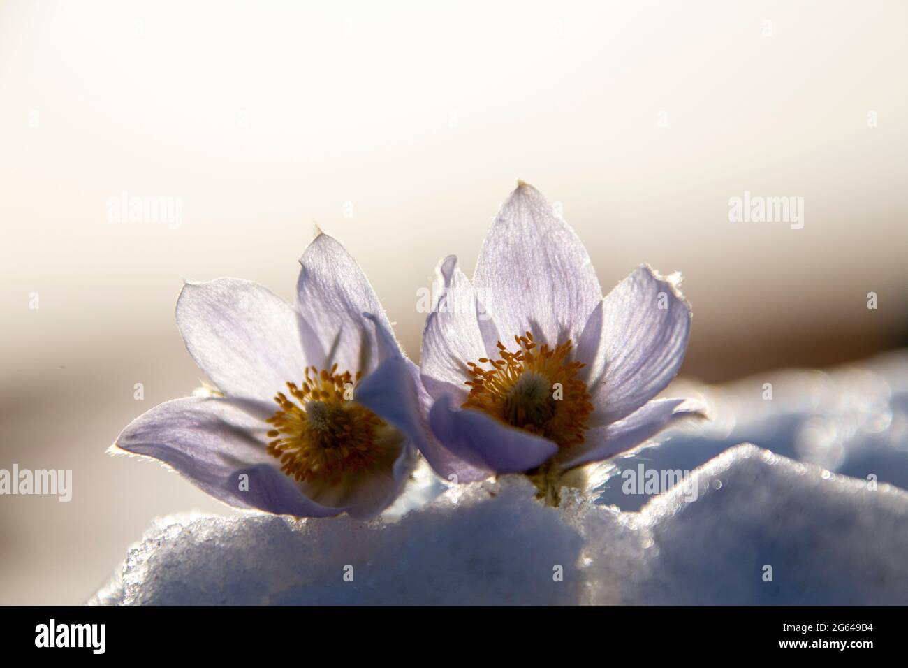 Prairie Crocus Winter Saskatchewan Bright Sunny Day Stock Photo - Alamy