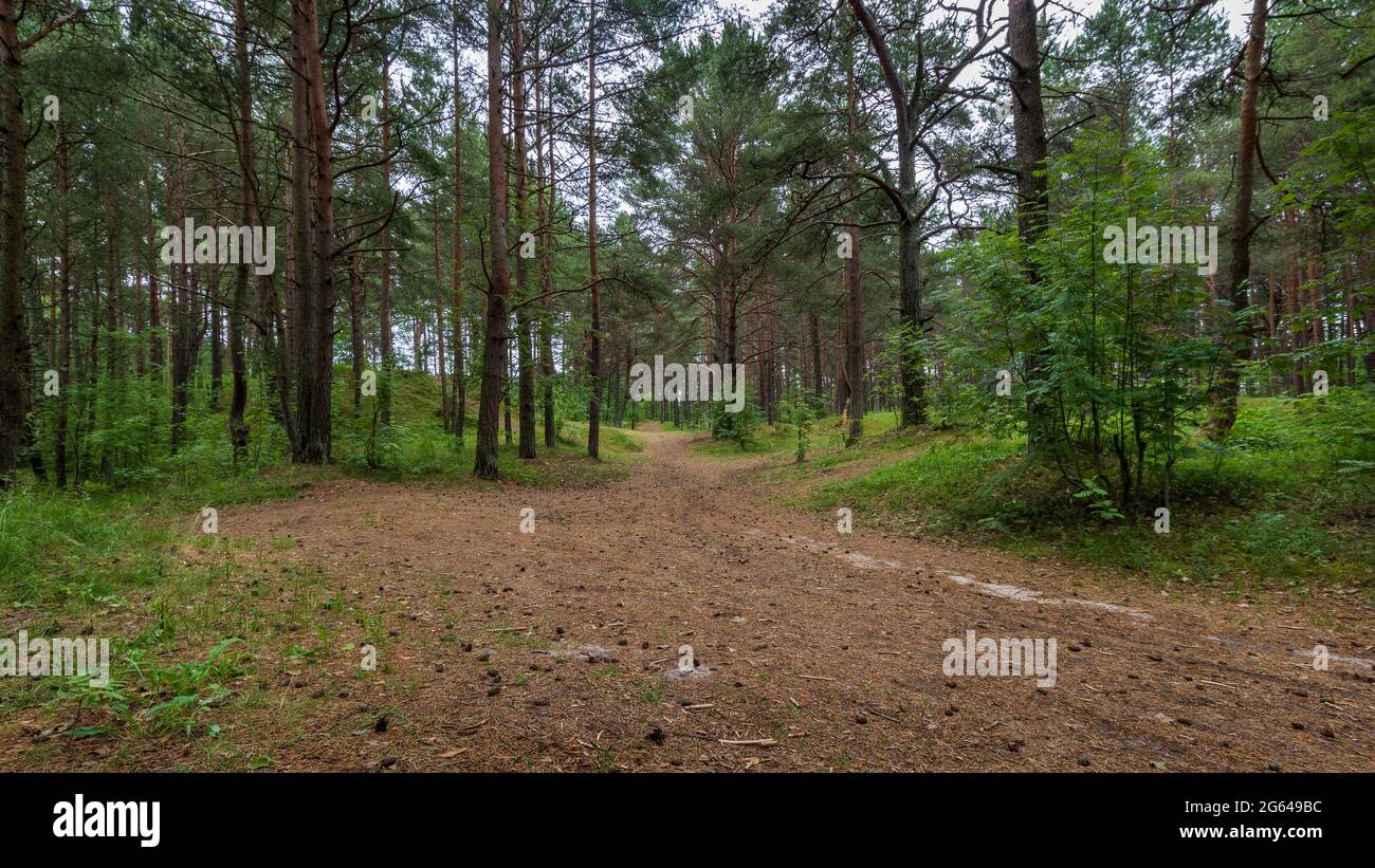 Wide forest hi-res stock photography and images - Alamy