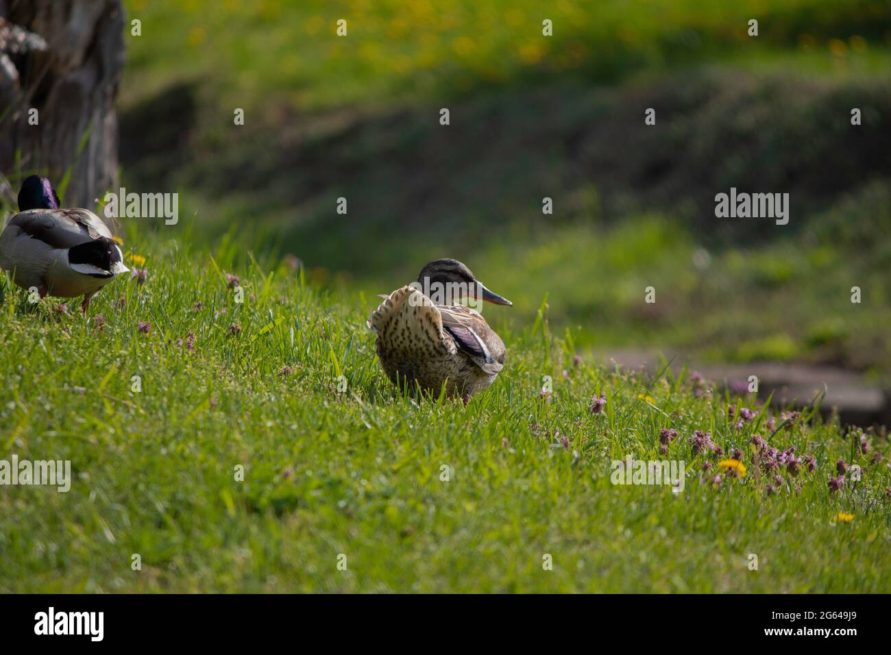 ducks bask in the sun on a green lawn in spring, the first warm sun for ...