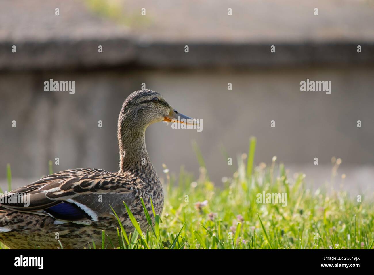 ducks bask in the sun on a green lawn in spring, the first warm sun for ...