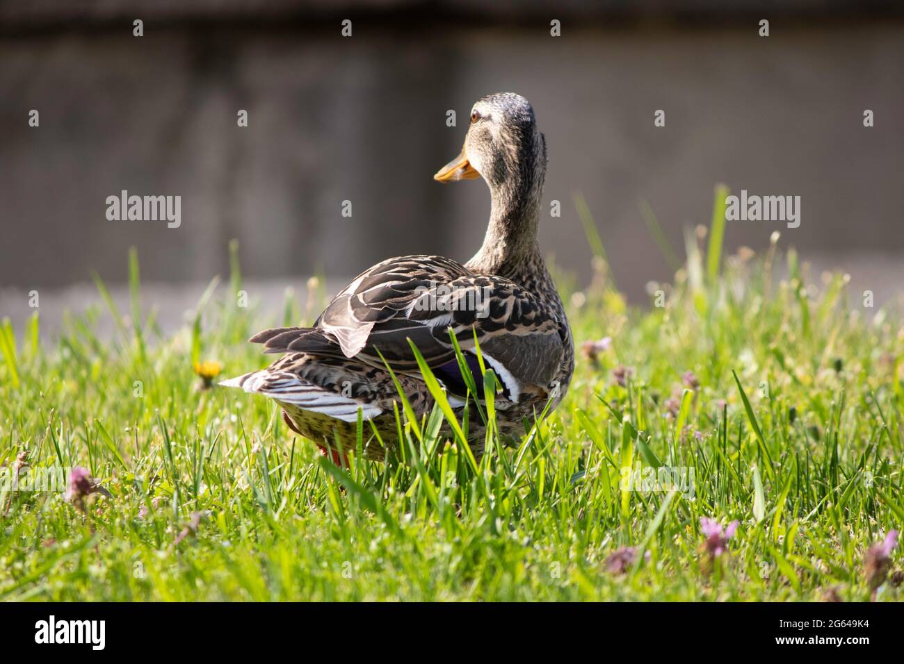 Baby ducks in the sun hi-res stock photography and images - Alamy