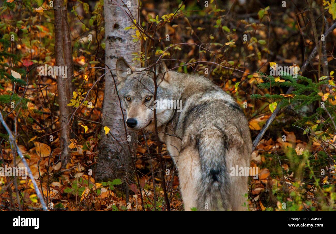 Wild Timber Wolf Canada peeking at Tree Line Stock Photo - Alamy