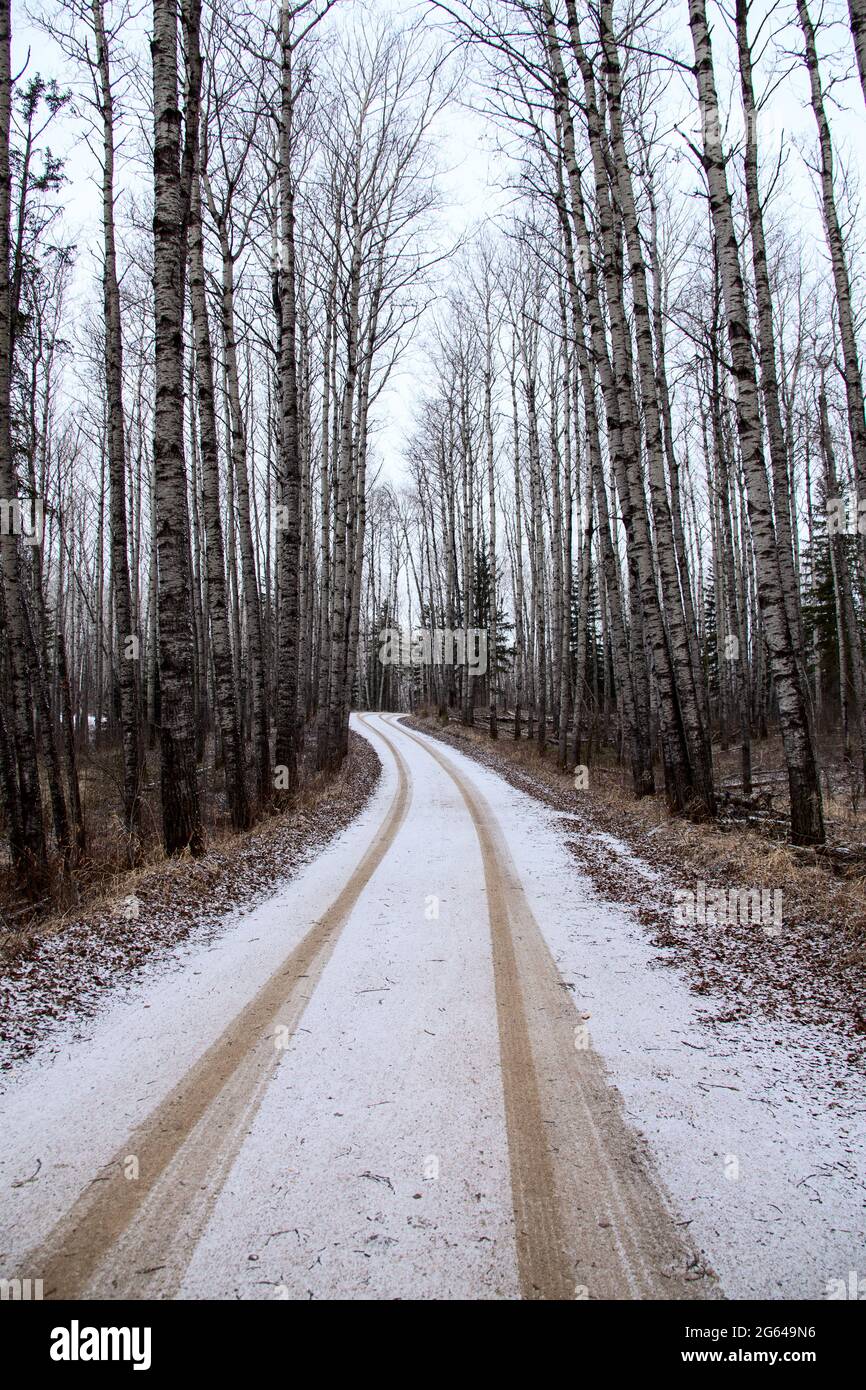 Prince Albert National Park in Winter Saskatchewan Waskesiu Stock Photo ...