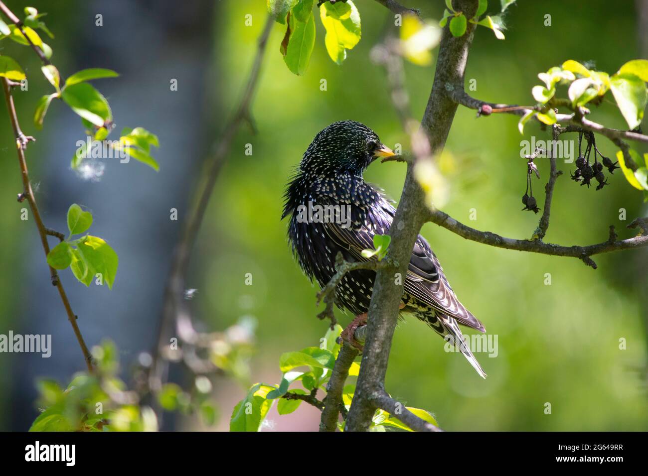 beautiful little bird on a tree branch with green leaves, little rook ...