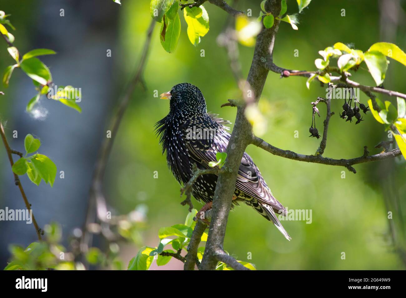 beautiful little bird on a tree branch with green leaves, little rook ...