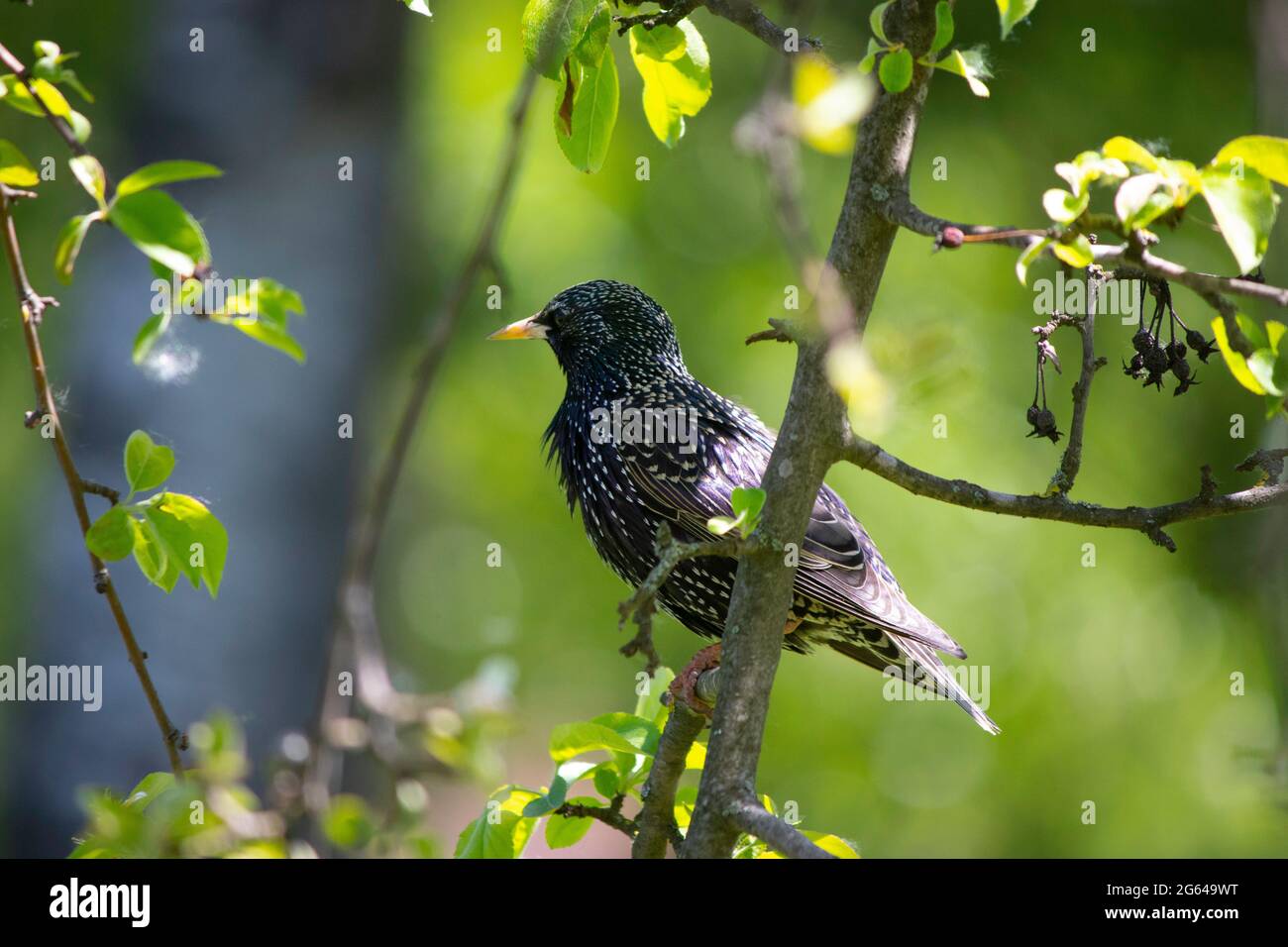 beautiful little bird on a tree branch with green leaves, little rook ...