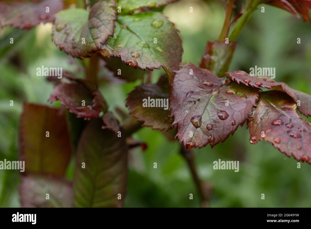 dark red leaves on a young plant in spring on a dark ground background ...