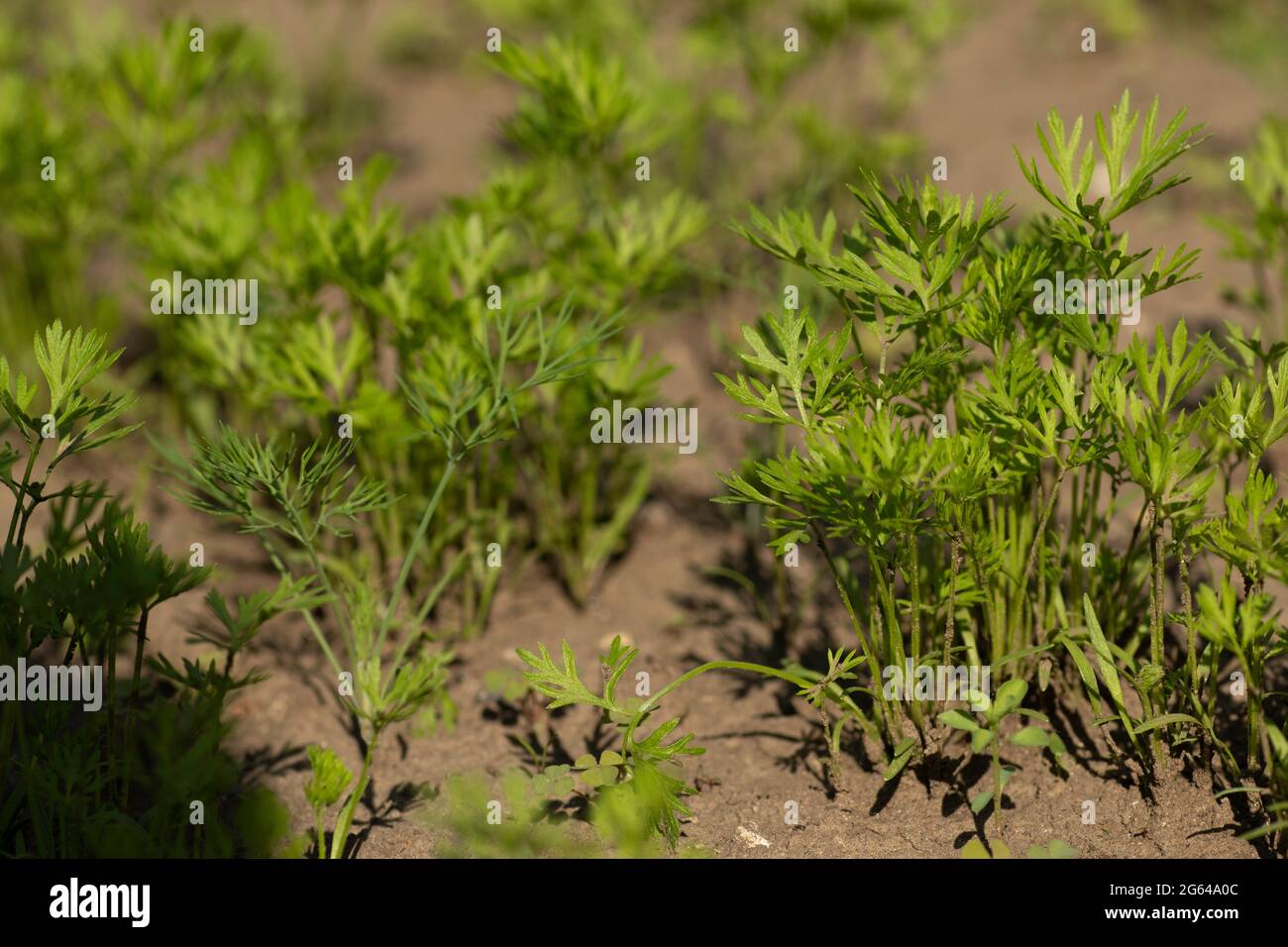 Long fluffy tails hi-res stock photography and images - Alamy