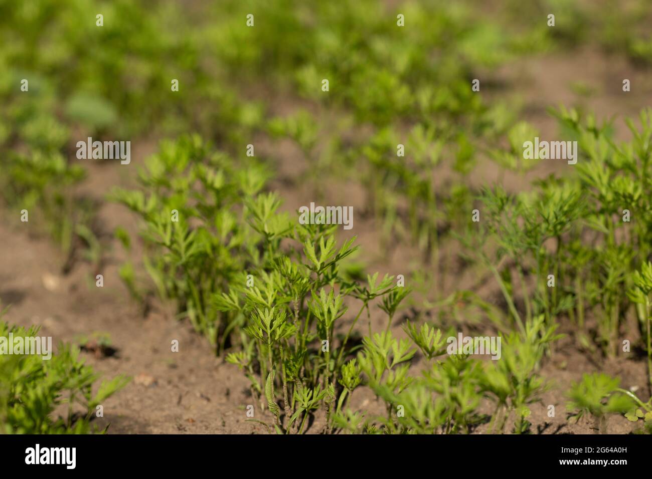 Long fluffy tails hi-res stock photography and images - Alamy