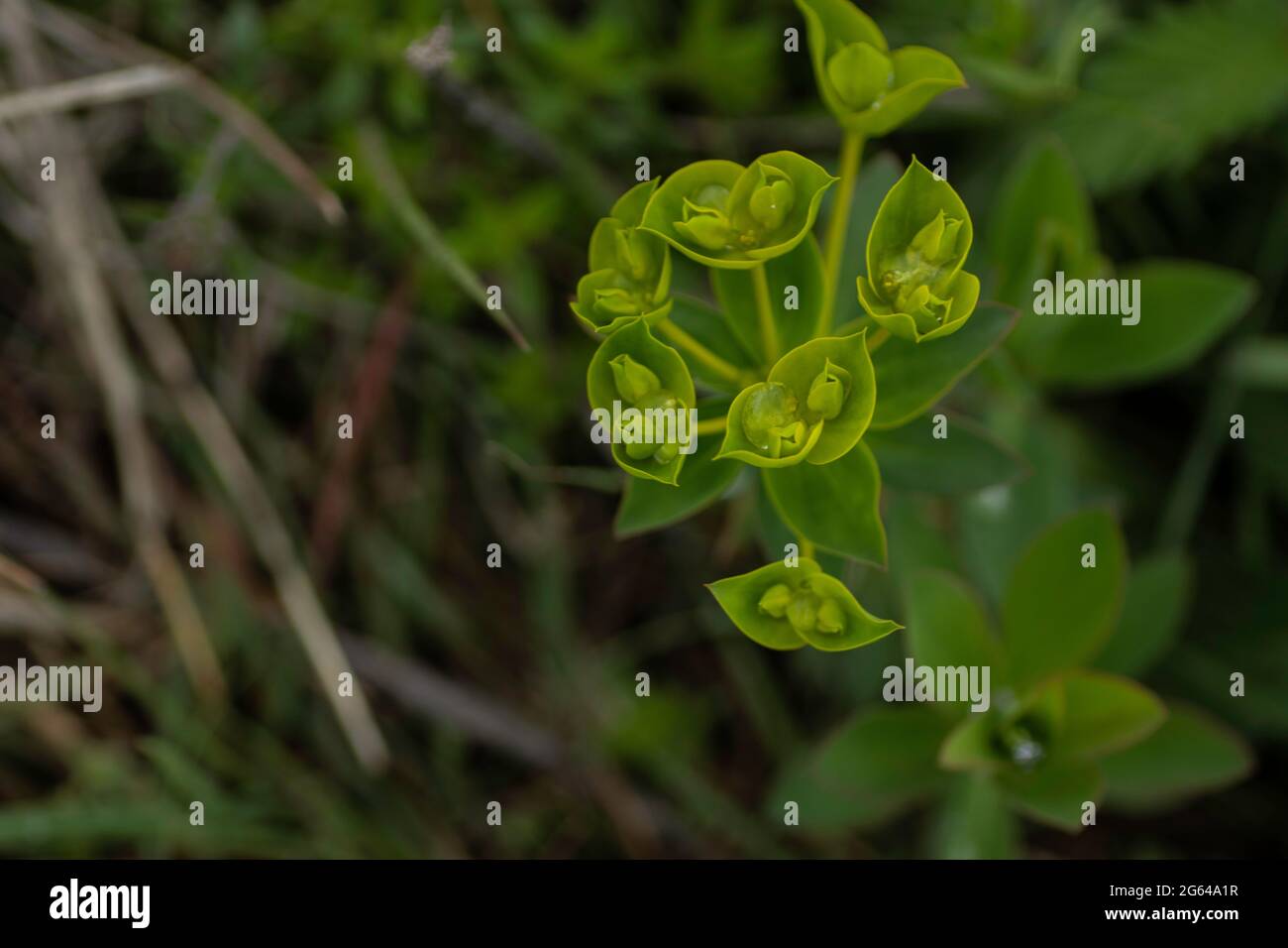Very small wildflowers hi-res stock photography and images - Alamy