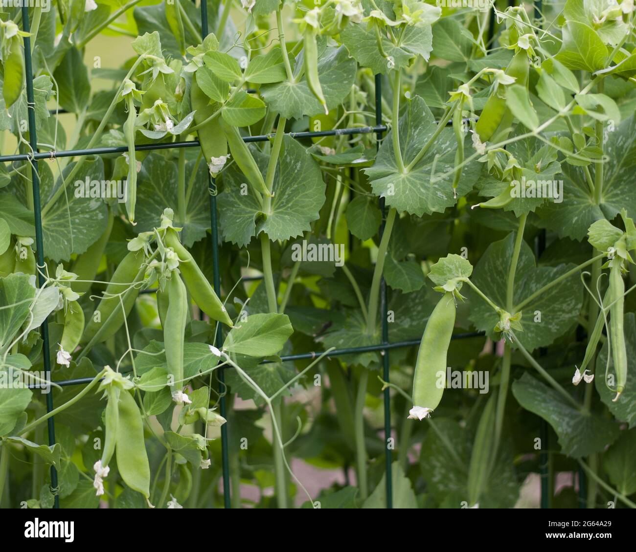 Young fresh pea pods with foliage growing on supported vine Stock Photo ...