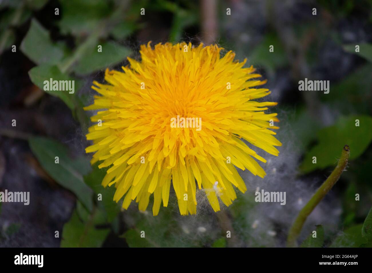 beautiful yellow dandelion and white fluff with a tree around Stock ...
