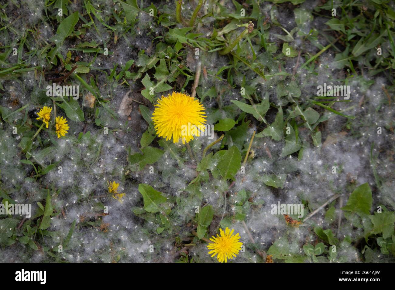 beautiful yellow dandelion and white fluff with a tree around Stock ...