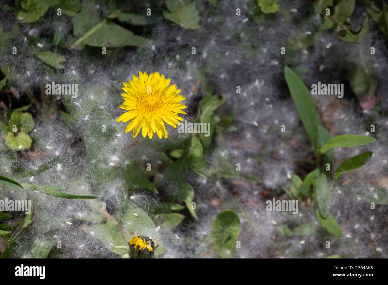 beautiful yellow dandelion and white fluff with a tree around Stock ...