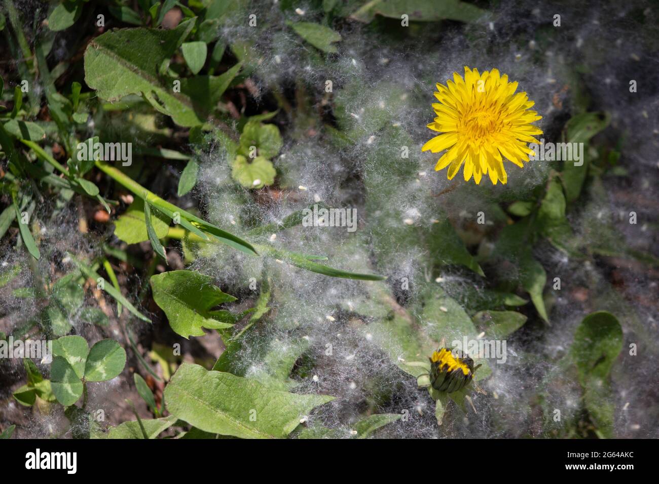 beautiful yellow dandelion and white fluff with a tree around Stock ...