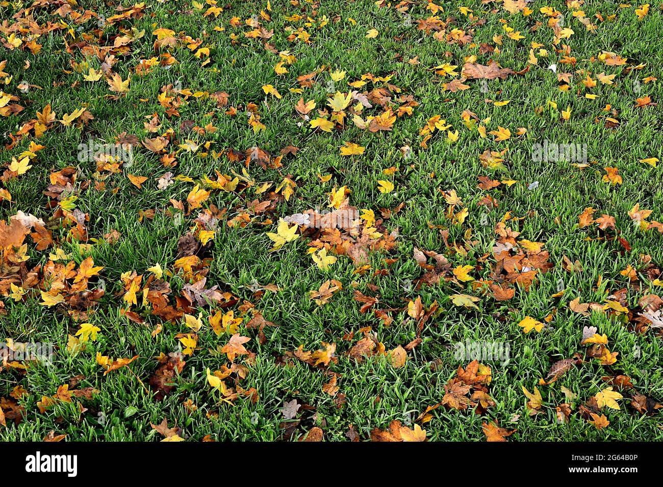 Copenhagen/Denmark 17.October 2018.. Autumn colour leaves in danish ...