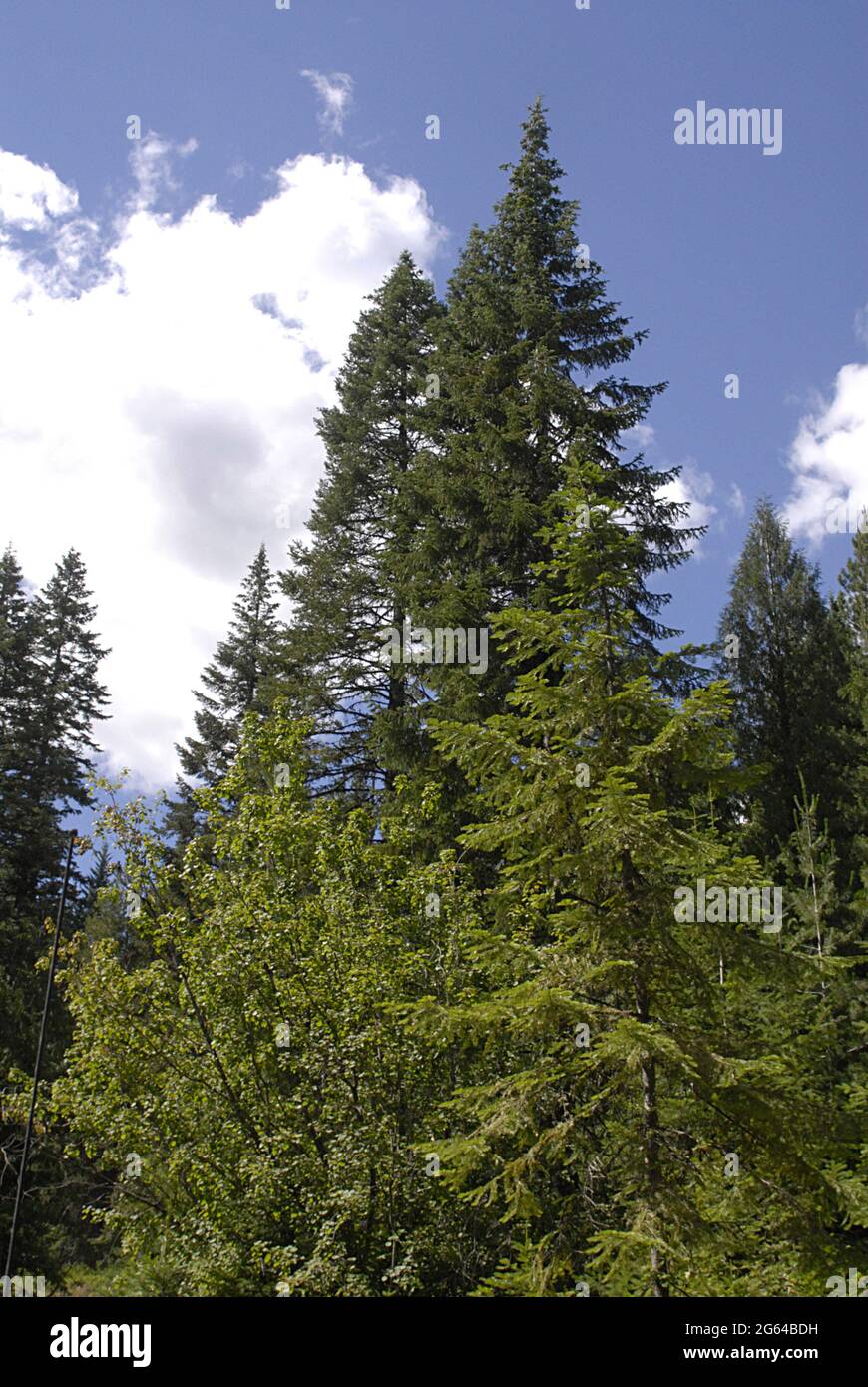 POLOUSE / IDAHO STATE/ USA . Idaho scenic mountian wood views 22 July ...